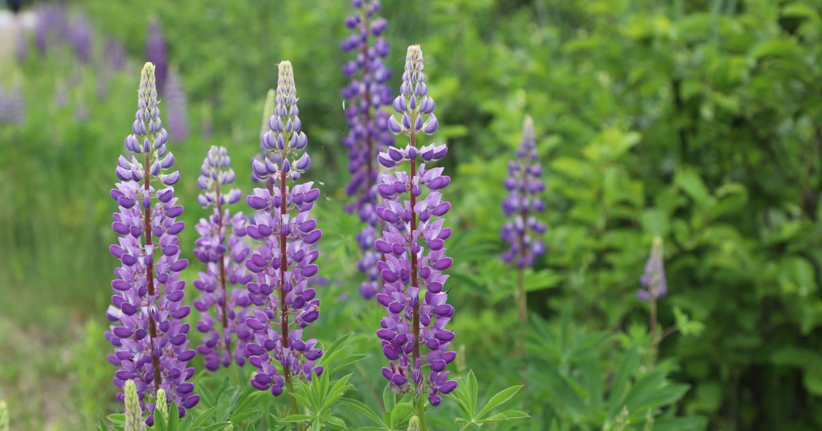 A Complete Lupines Growing Guide: How To Plant, Grow, And Care For Lupines