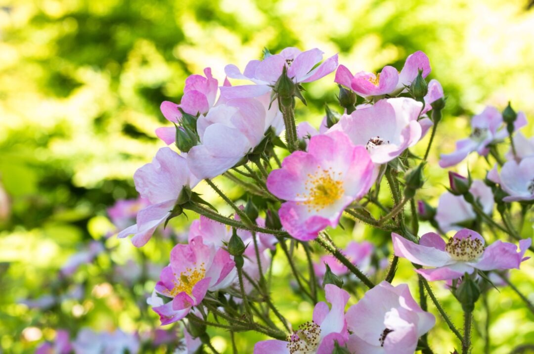 17 Tough Roses That Even Beginners Can’t Kill