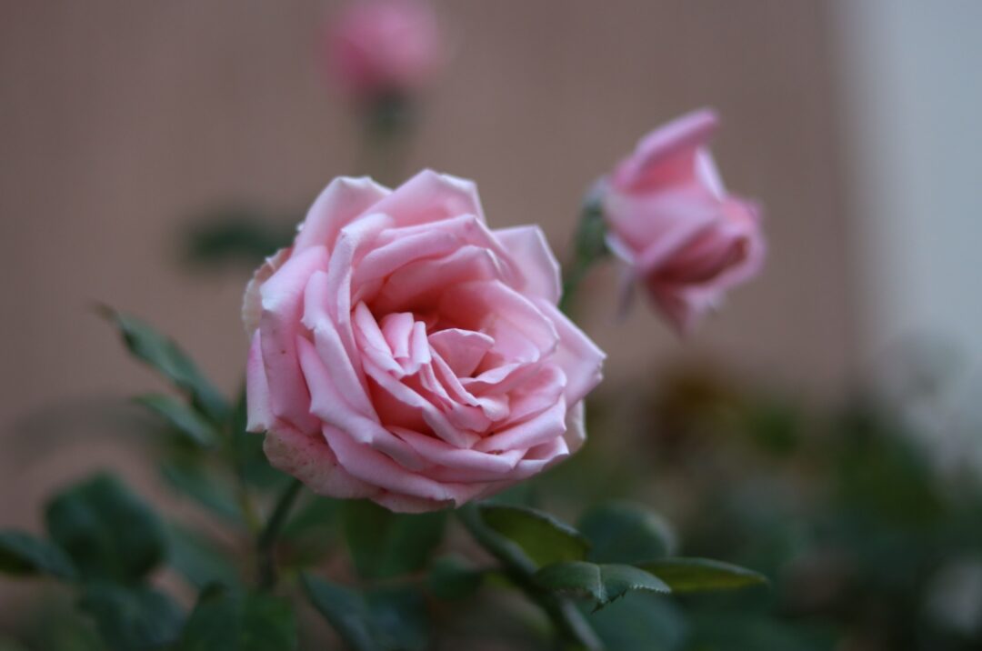 17 Tough Roses That Even Beginners Can’t Kill