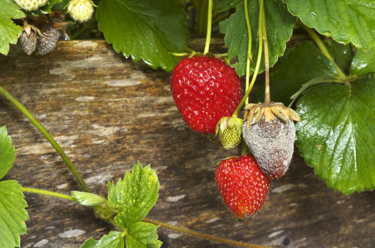 Here’s How To Spot And Treat Summer Plant Diseases