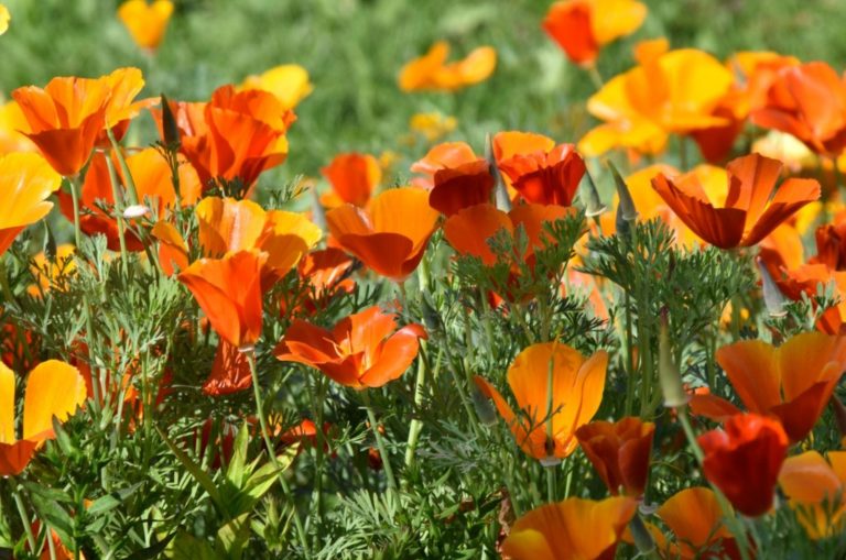 How To Grow And Take Care Of California Poppies