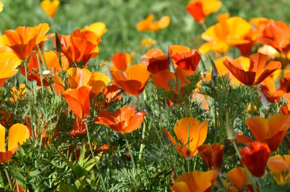 How To Grow And Take Care Of California Poppies
