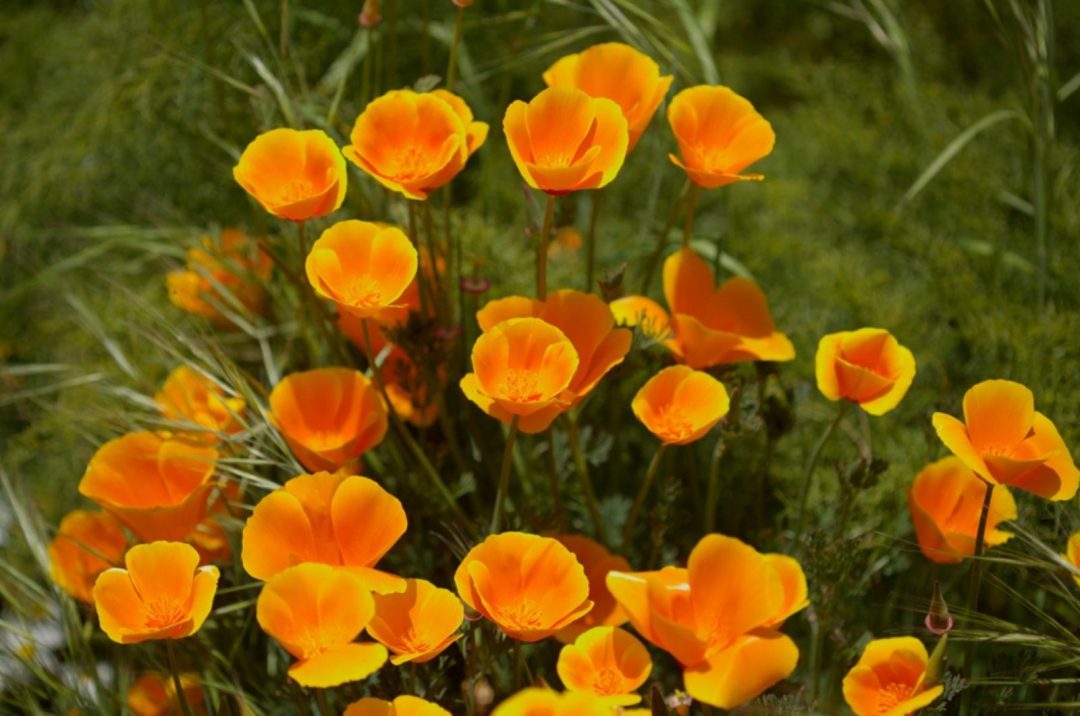 How To Grow And Take Care Of California Poppies