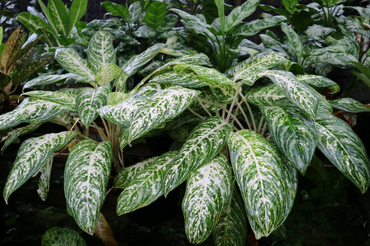 30 Captivating Dieffenbachia Varieties + Tips For Growing Them