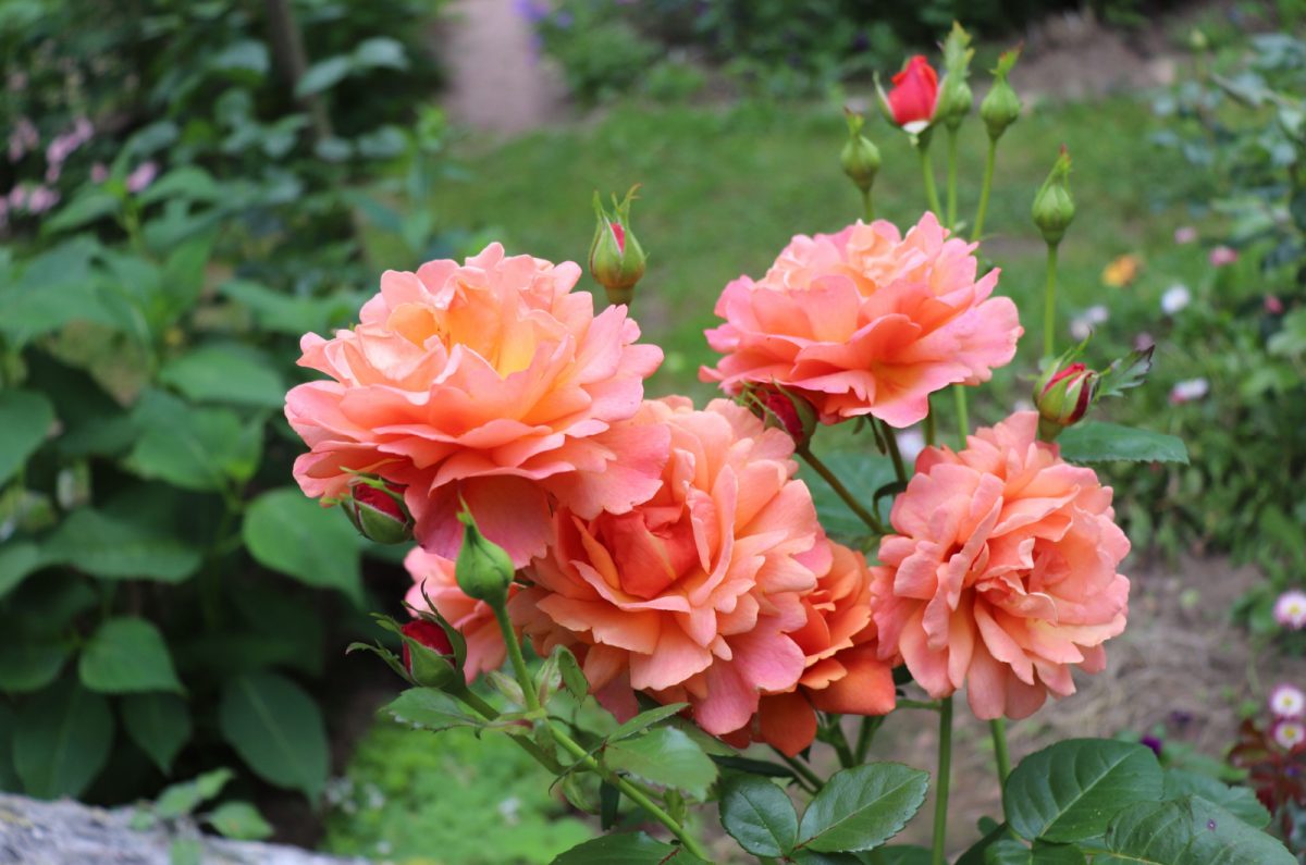 17 Tough Roses That Even Beginners Can’t Kill