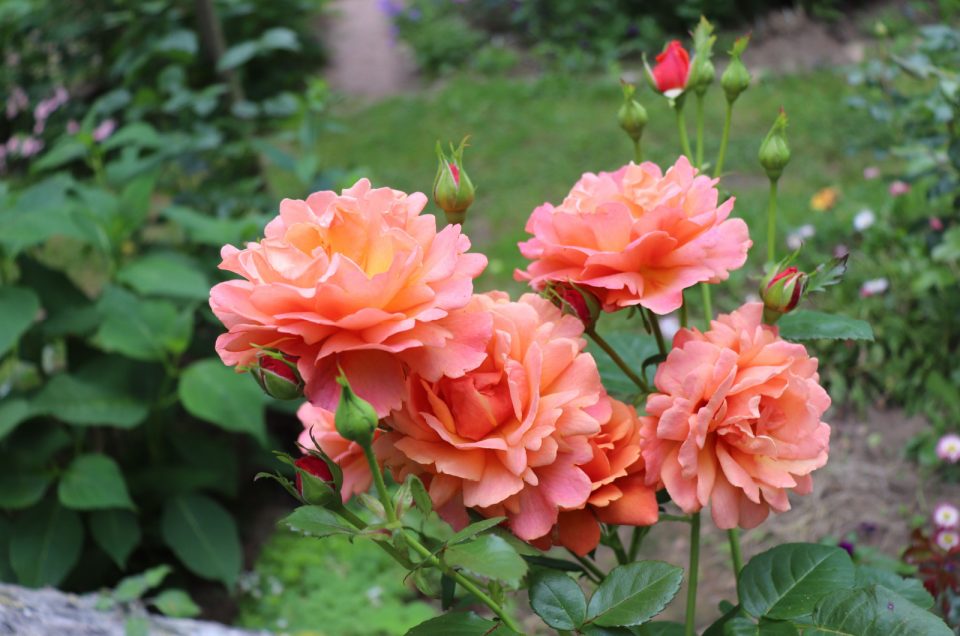 17 Tough Roses That Even Beginners Can’t Kill