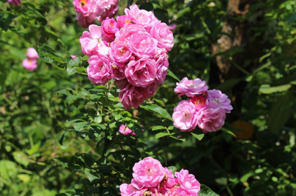 17 Tough Roses That Even Beginners Can’t Kill