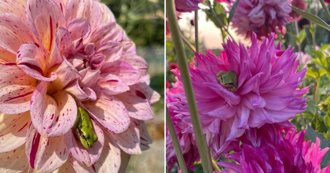 Woman's Flowers Transformed Into Frog Hotels (Never Seen Before!)