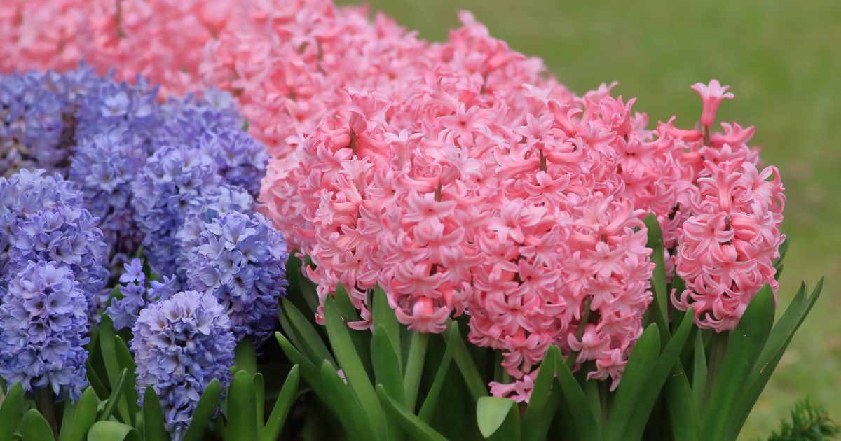 Full Growing Guide For Hyacinths (Planting, Growth, And Care)