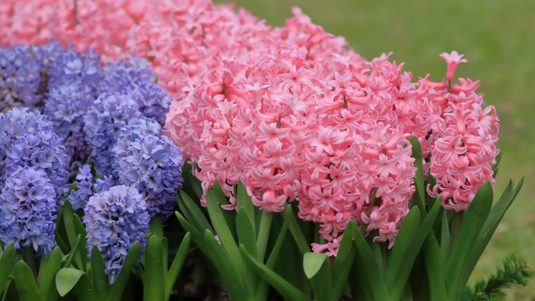 Full Growing Guide For Hyacinths (Planting, Growth, And Care)