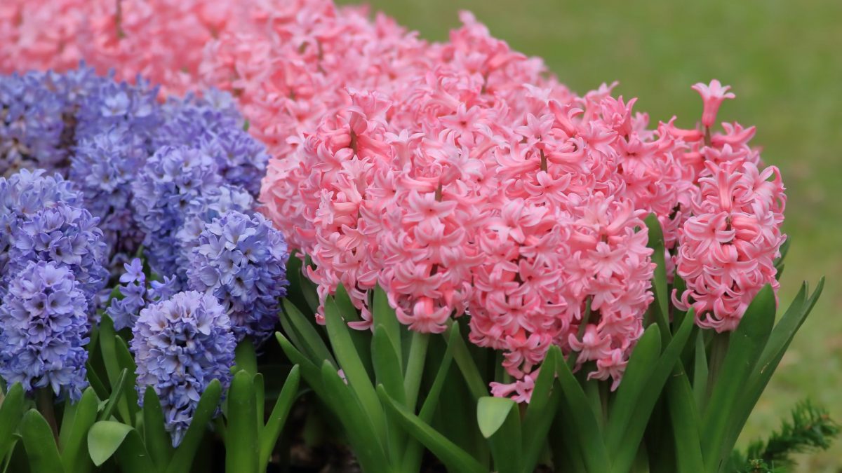 Full Growing Guide For Hyacinths (Planting, Growth, And Care)