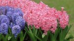 Full Growing Guide For Hyacinths (Planting, Growth, And Care)