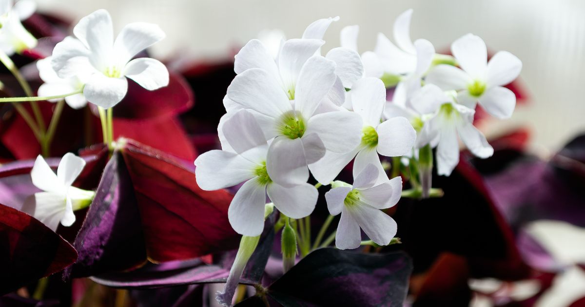 How To Grow & Care For The Oxalis Triangularis