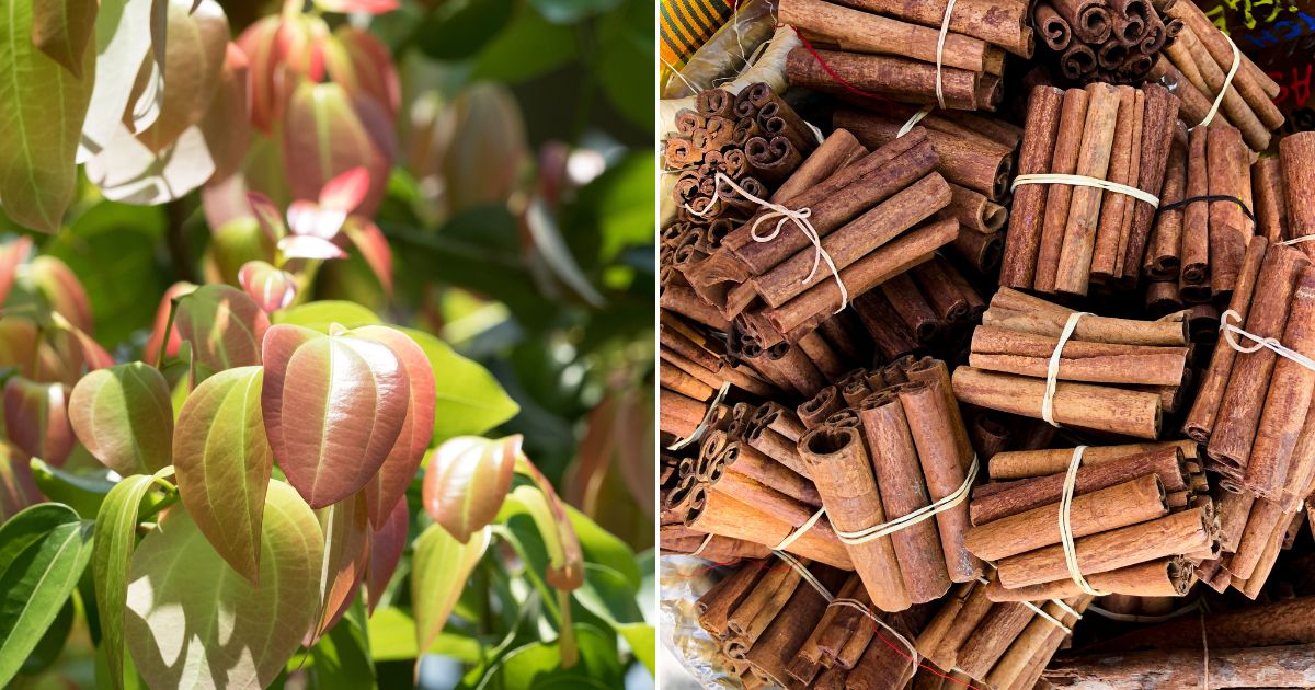 How To Grow Cinnamon (Beginner-Friendly Guide)