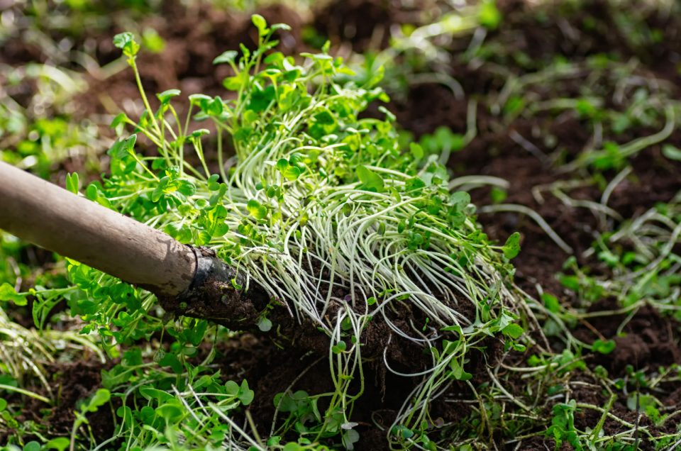 Try Closed-Loop Gardening And You’ll Never Want To Go Back