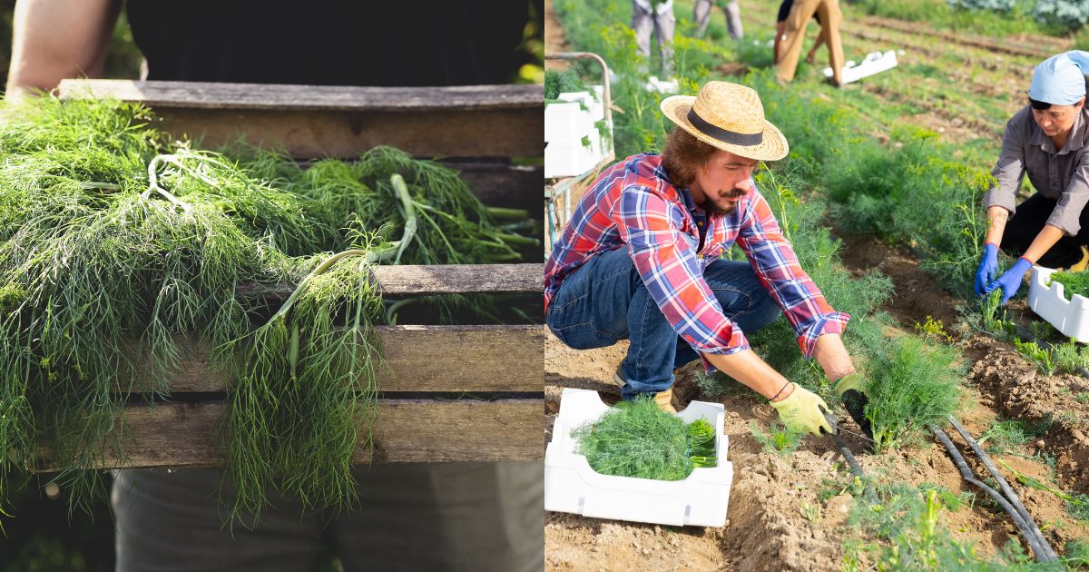 Is Planting Dill In The Ground Really A Good Idea?