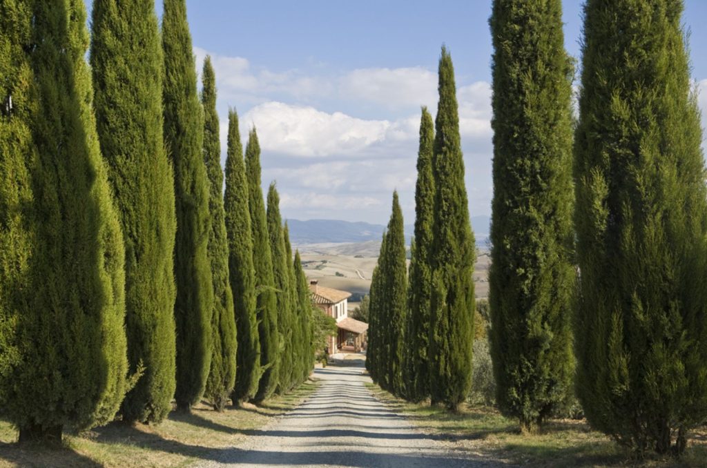 8 Tall Skinny Trees Perfect For Small Outdoor Spaces