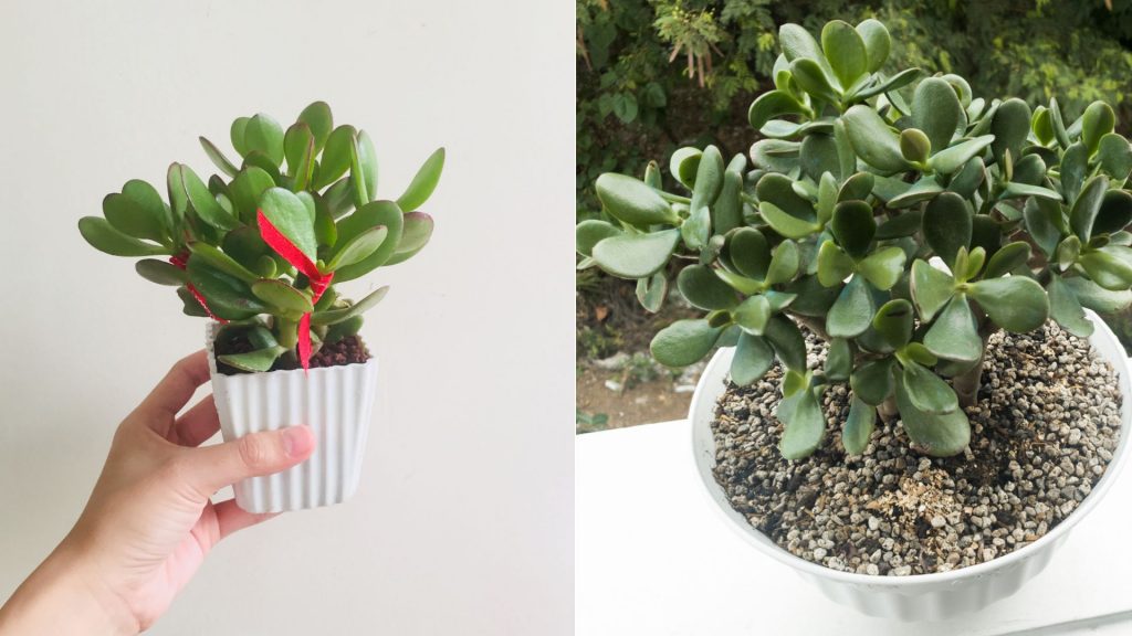 26 Rare And Unique Succulents Every Plant Lover Needs To See