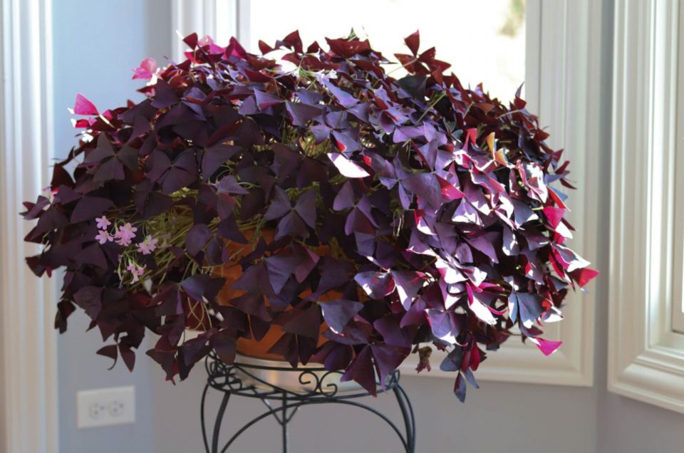 How To Grow & Care For The Oxalis Triangularis
