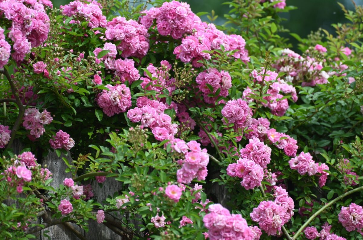 17 Tough Roses That Even Beginners Can’t Kill