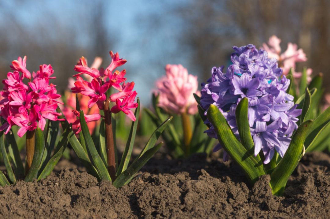 Full Growing Guide For Hyacinths (Planting, Growth, And Care)