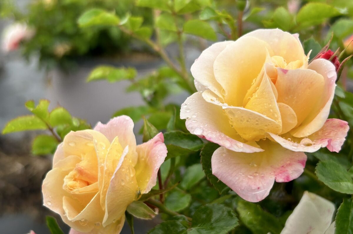 17 Tough Roses That Even Beginners Can’t Kill