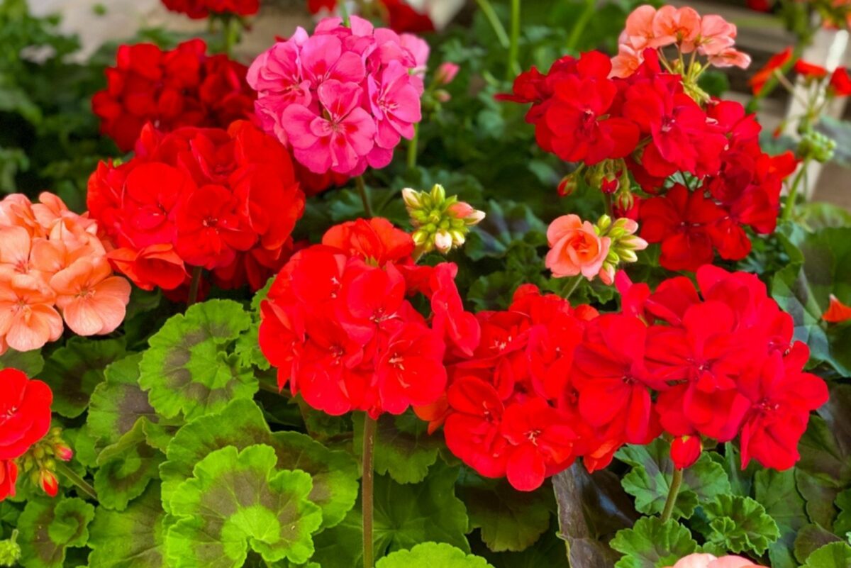 5 Effective Ways To Keep Geraniums Blooming