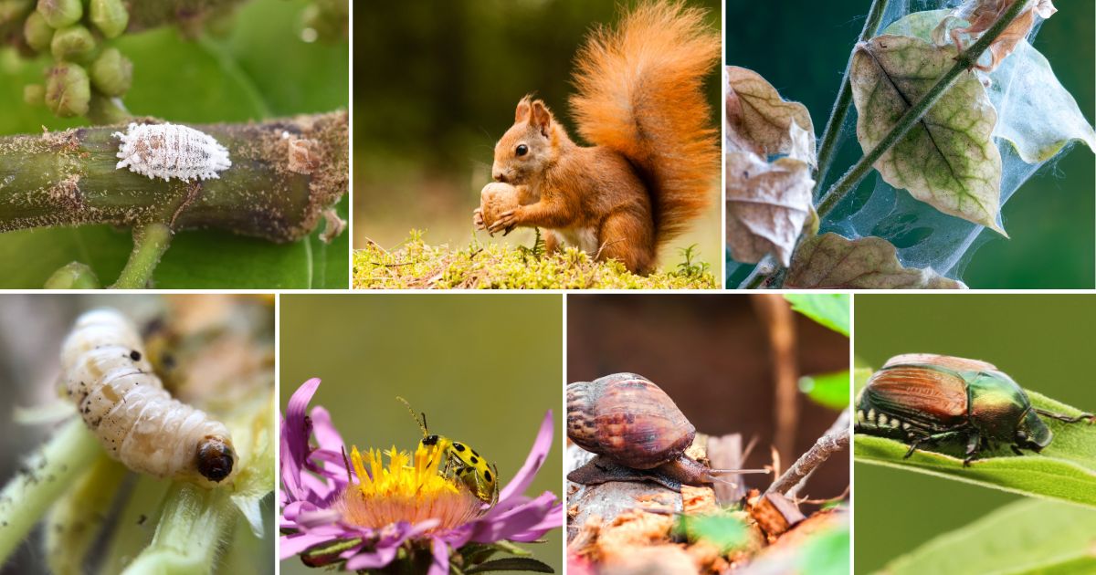 Watch Out For These 15 Common Garden Pests