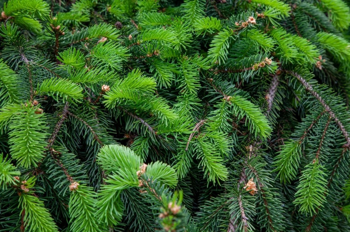 8 Tall Skinny Trees Perfect For Small Outdoor Spaces