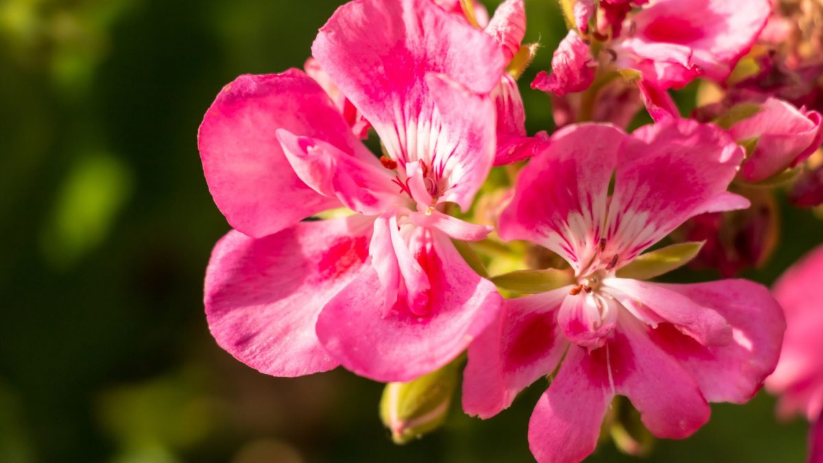 What Are Biennials And How To Sow Them