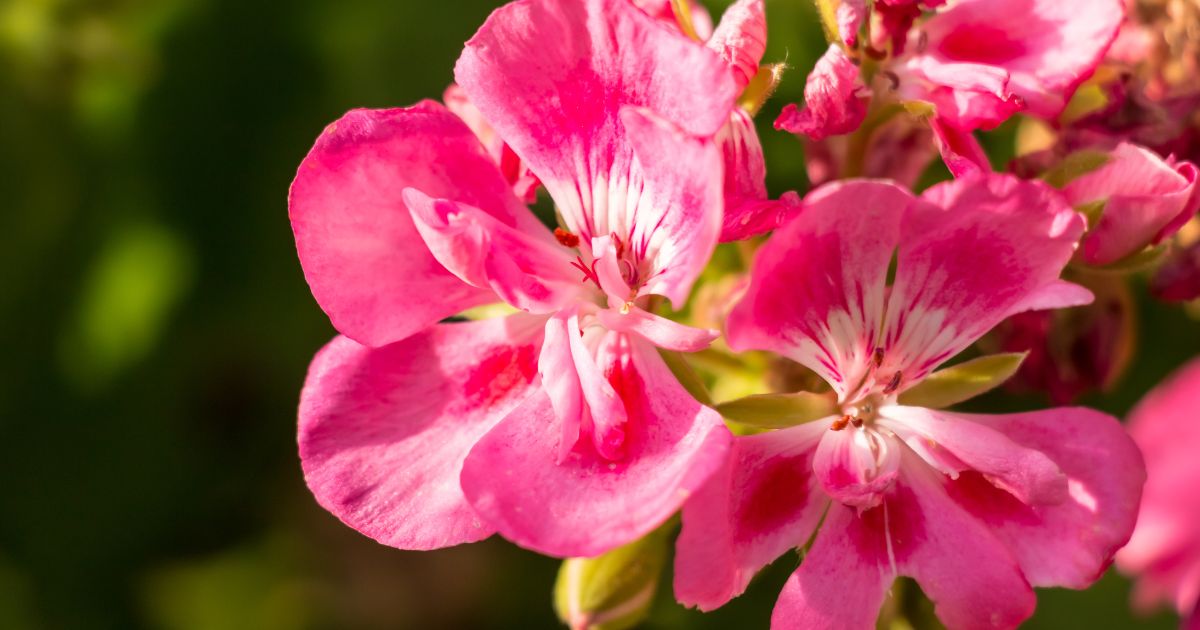 What Are Biennials And How To Sow Them