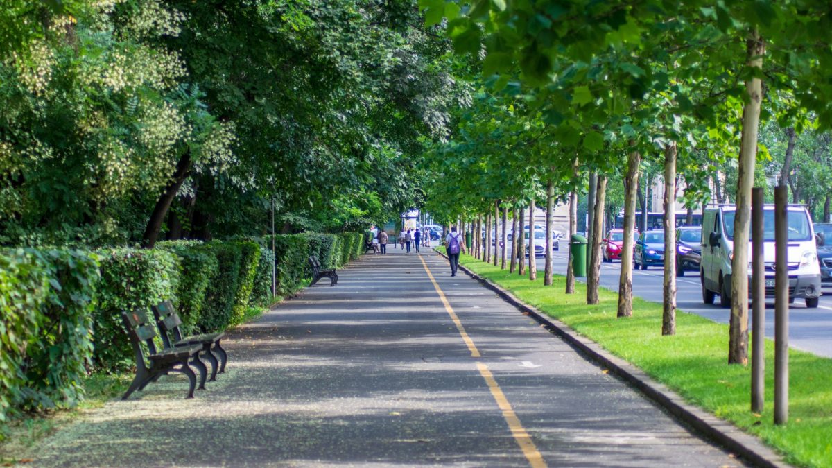 Why Aren’t Cities Just Planting More Trees? Here’s The Answer