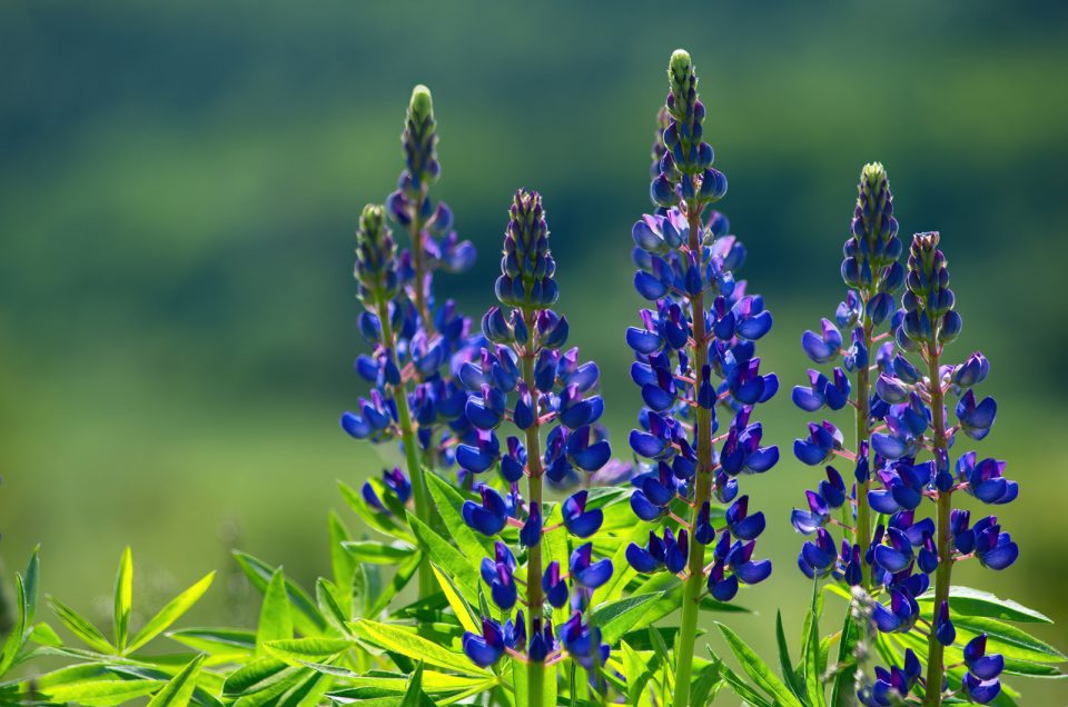 A Complete Lupines Growing Guide: How To Plant, Grow, And Care For Lupines
