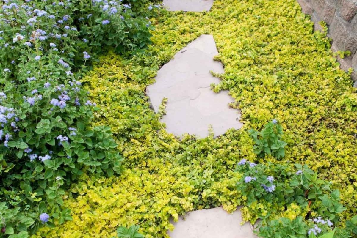 7 Uses For Ground Cover Plants In Your Yard