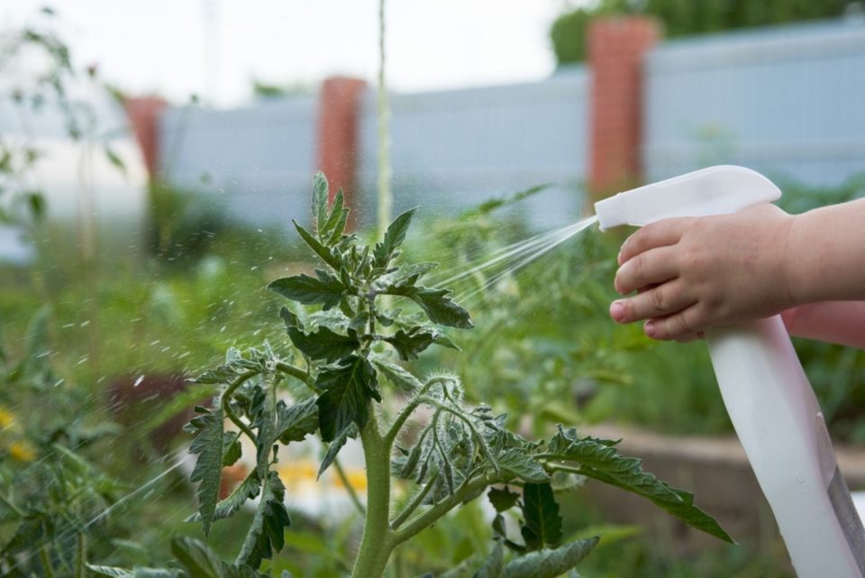 Why, When, And How To Add Phosphorus To Soil