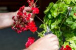 5 Effective Ways To Keep Geraniums Blooming