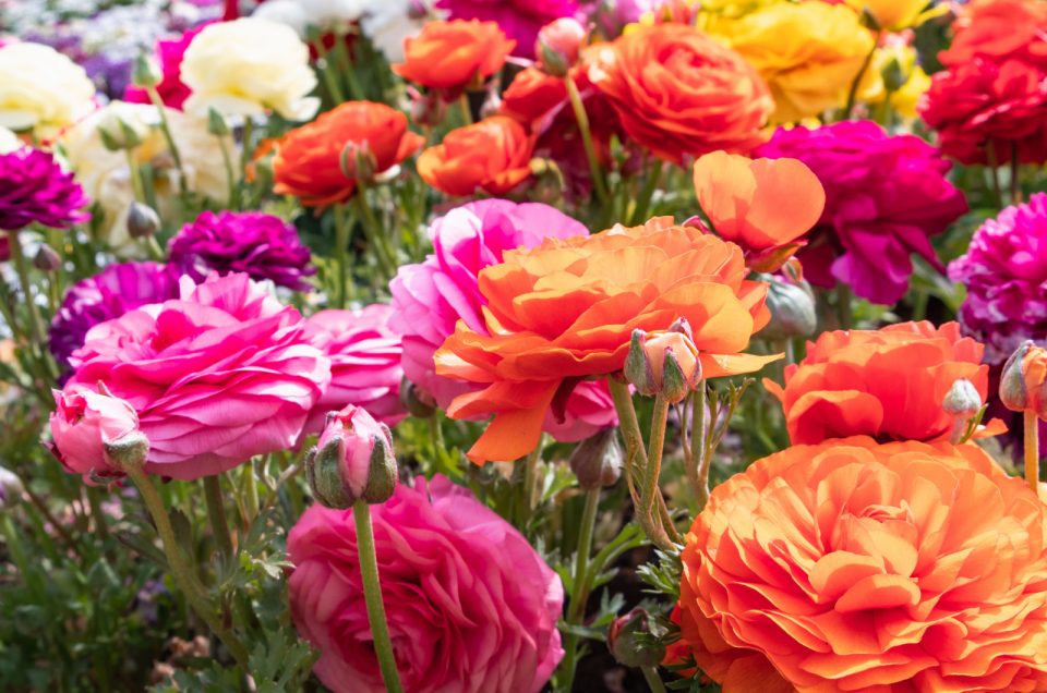 22 Flowers That Change Color Throughout the Season