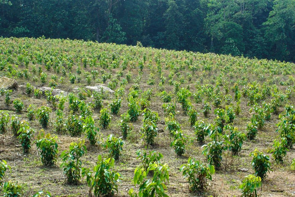 How To Grow Cinnamon (Beginner-Friendly Guide)