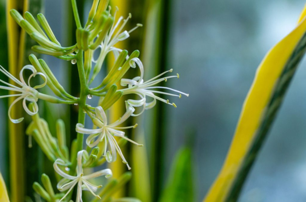 How To Get Your Snake Plant To Bloom
