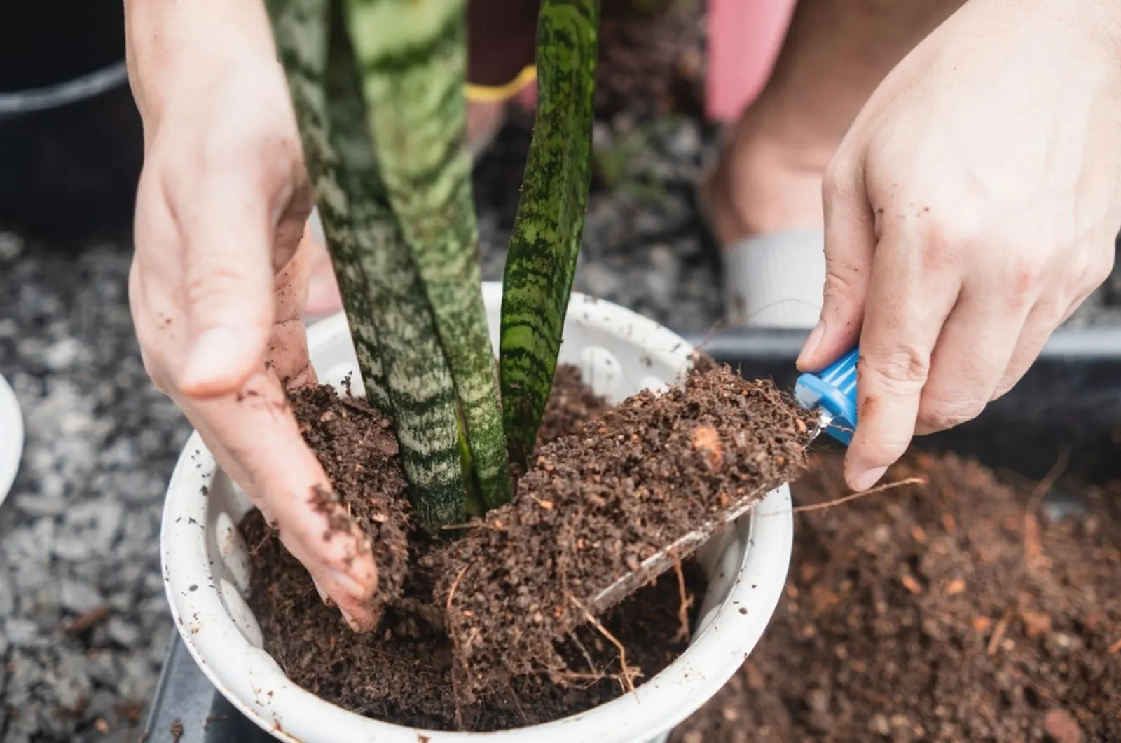 How To Get Your Snake Plant To Bloom