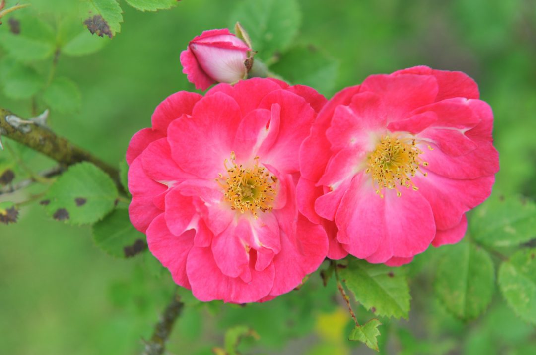 17 Tough Roses That Even Beginners Can’t Kill