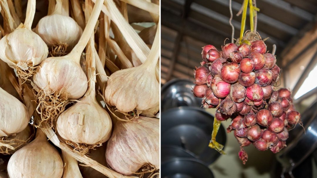 These Are The 13 Best Garlic Varieties To Plant In Fall For Abundant ...