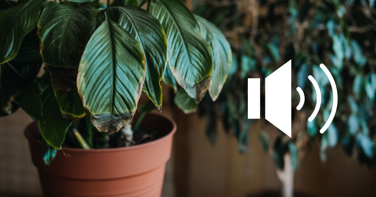 Did You Know That Plants Really Do ‘Scream’?