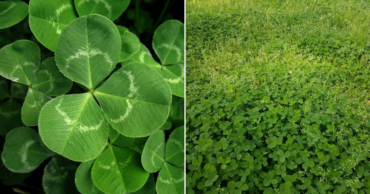 Discover The Best Time To Plant A Clover Lawn