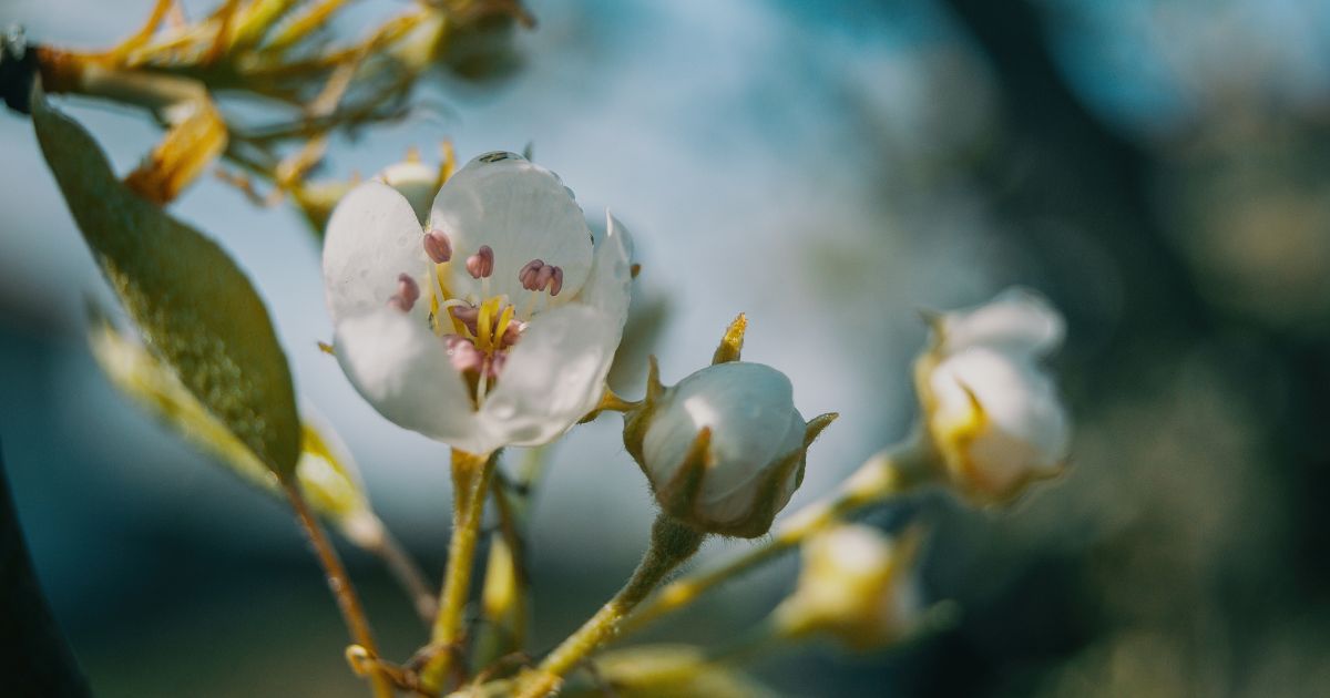 How To Grow The Rare Black Diamond Apple Tree