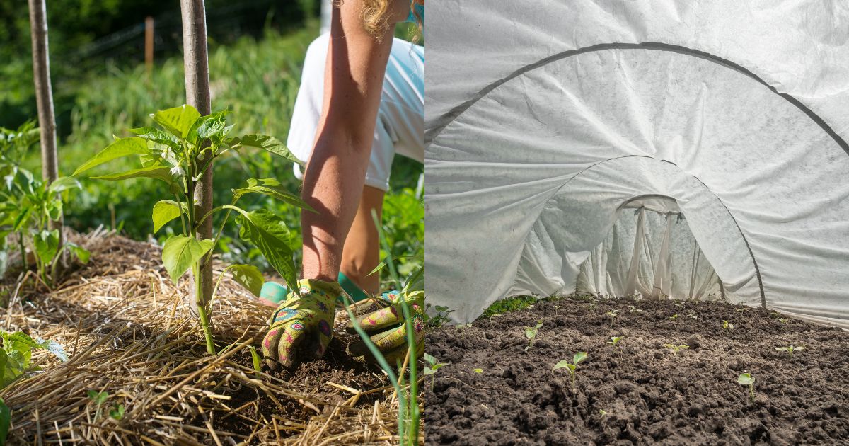 These Are The Pro Tips That'll Help You Protect Your Plants From Frost ...