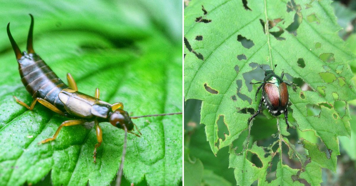 Keep Your Garden Safe By Getting Rid Of These 7 Pesky Pests