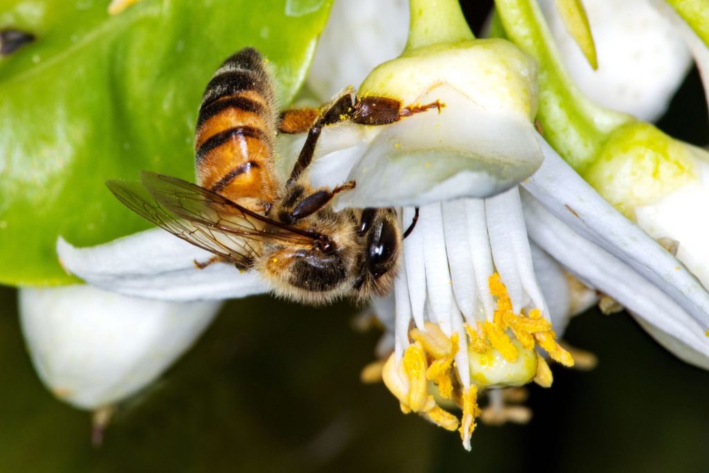 Here’s How To Grow Citrus All Year Long In Cold Climates