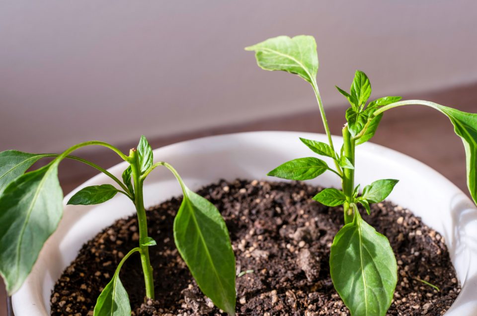 5 Tips For Overwintering Pepper Plants