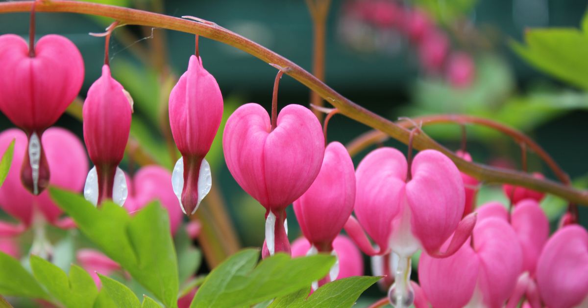 When To Cut Back Bleeding Hearts And Prepare Them For Winter
